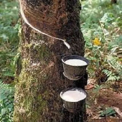Wholesale Trader And Exporter of extensive Natural Rubber - Jain ...